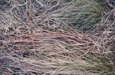 Tufty grass - Laura Tyler