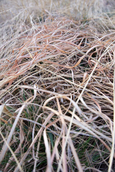 Tufty grass - Laura Tyler